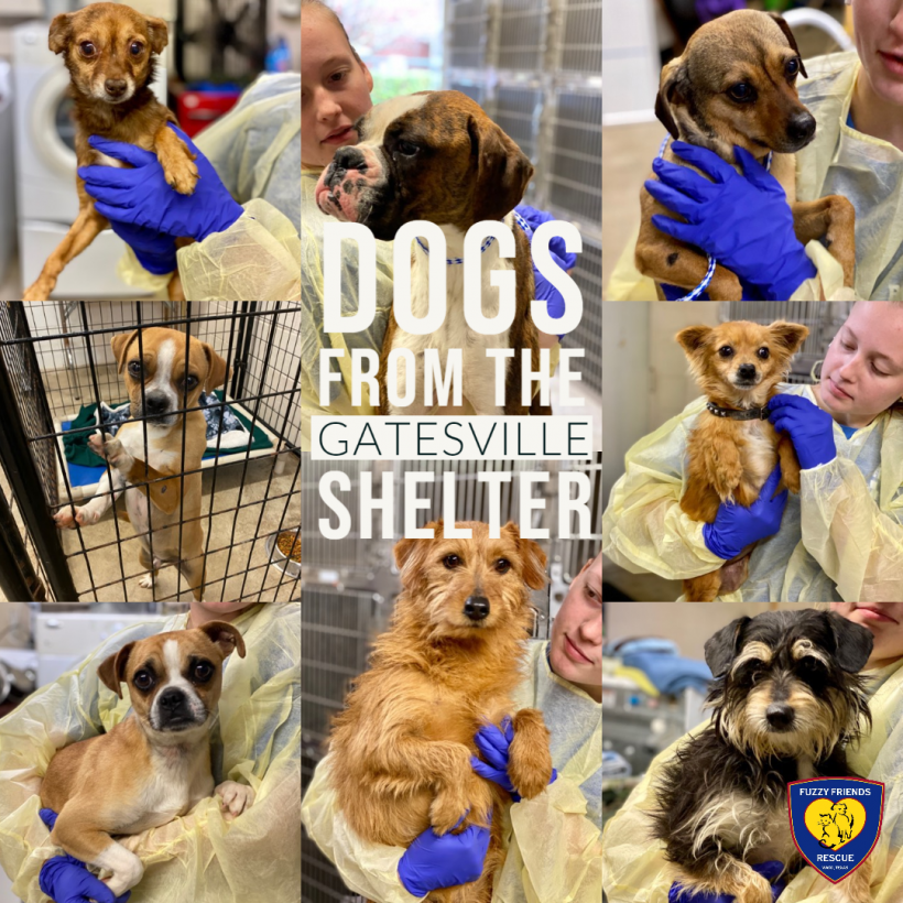 Fuzzy Friends Rescue – Saving the Dogs and Cats of Central Texas